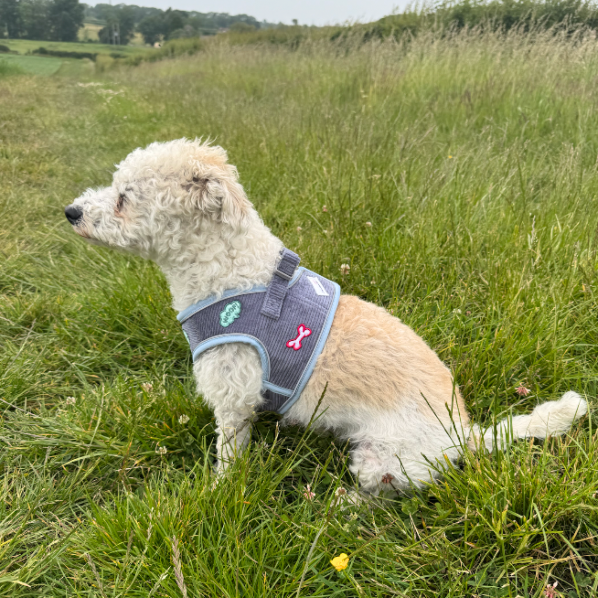 Dinky Dog – Doodlebone