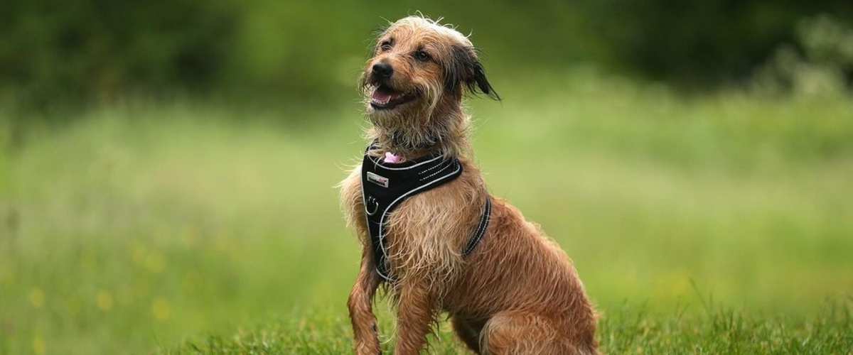 Doodlebone | The Home of Colourful Dog Accessories