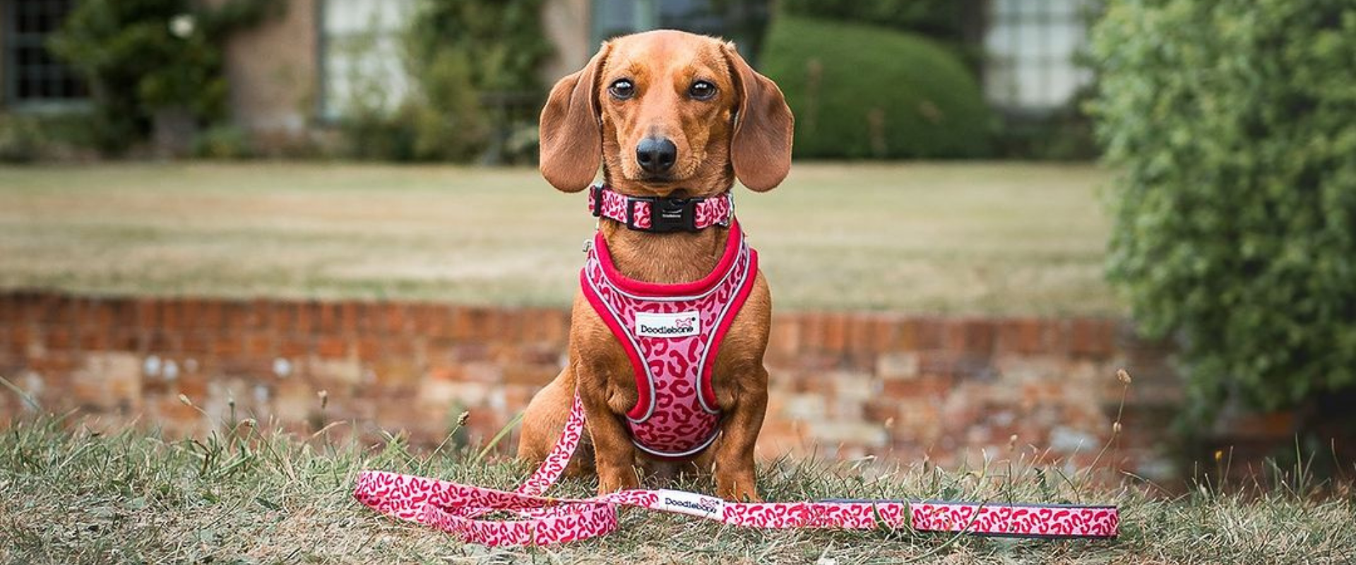 Doodlebone | The Home of Colourful Dog Accessories