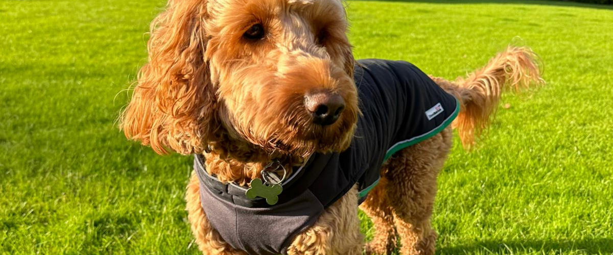 Doodlebone | The Home of Colourful Dog Accessories