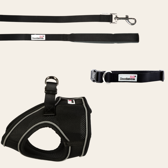 Coal Snappy Harness, Collar & Lead Set – Doodlebone