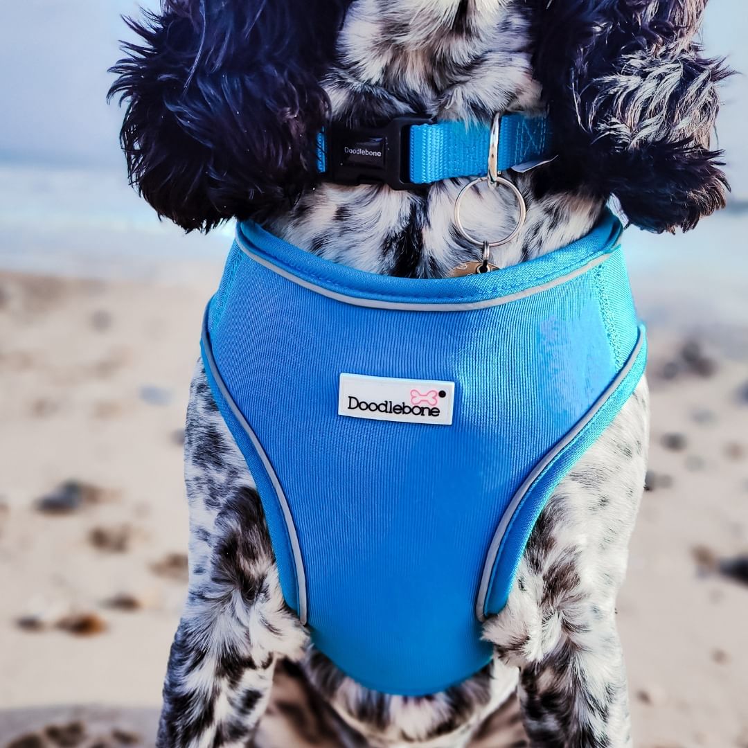Snappy Harness – Doodlebone