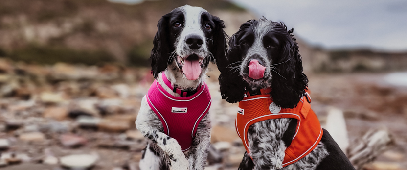 Doodlebone | The Home of Colourful Dog Accessories